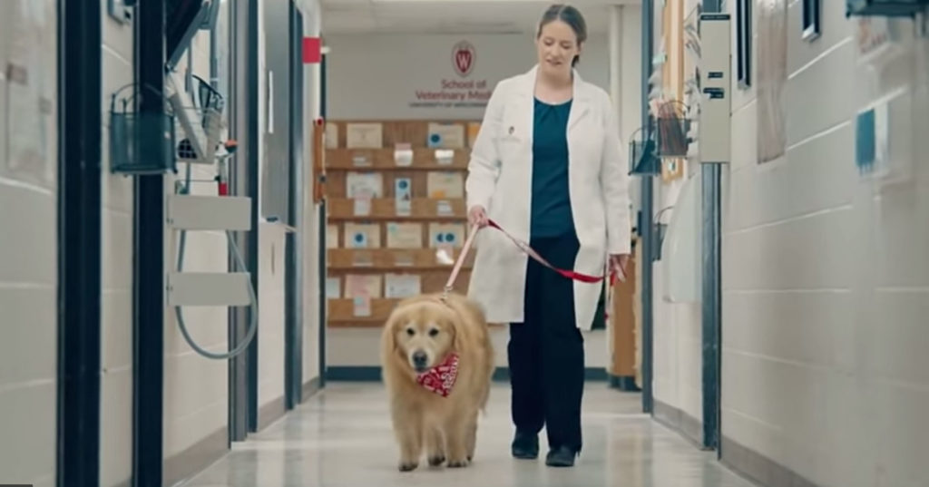 Guy Spends $6 Million On Super Bowl Ad To Thank Vet For Saving His Dog ...