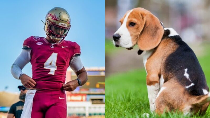 Florida State Fan Who Promised To Eat Dog Poop Finally Breaks His ...
