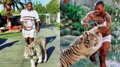 Why Was Mike Tyson Forced To Sell His Tiger?
