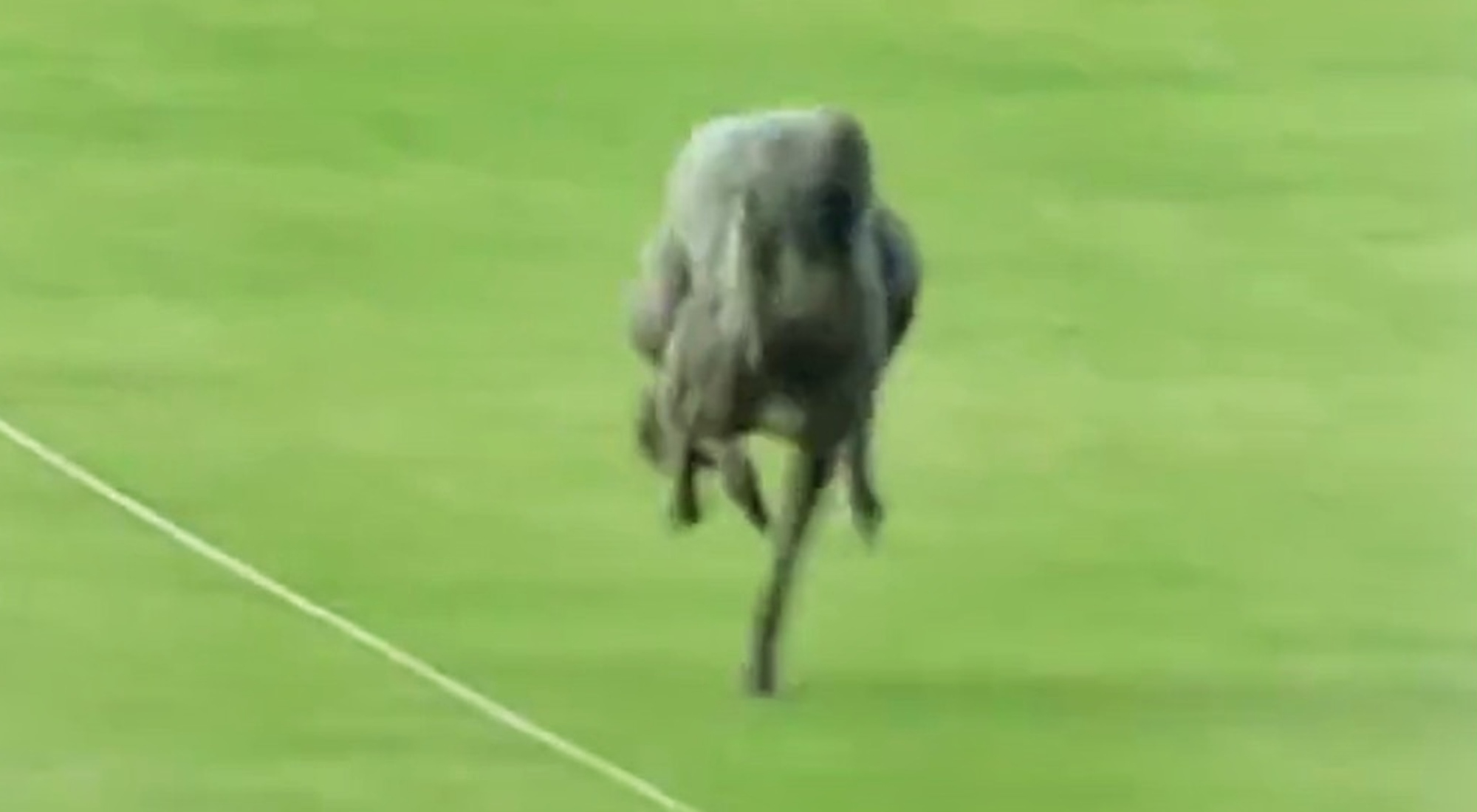 Winston, A Dog Named ‘The Greatest Athlete Alive’ Is Going Viral After ...