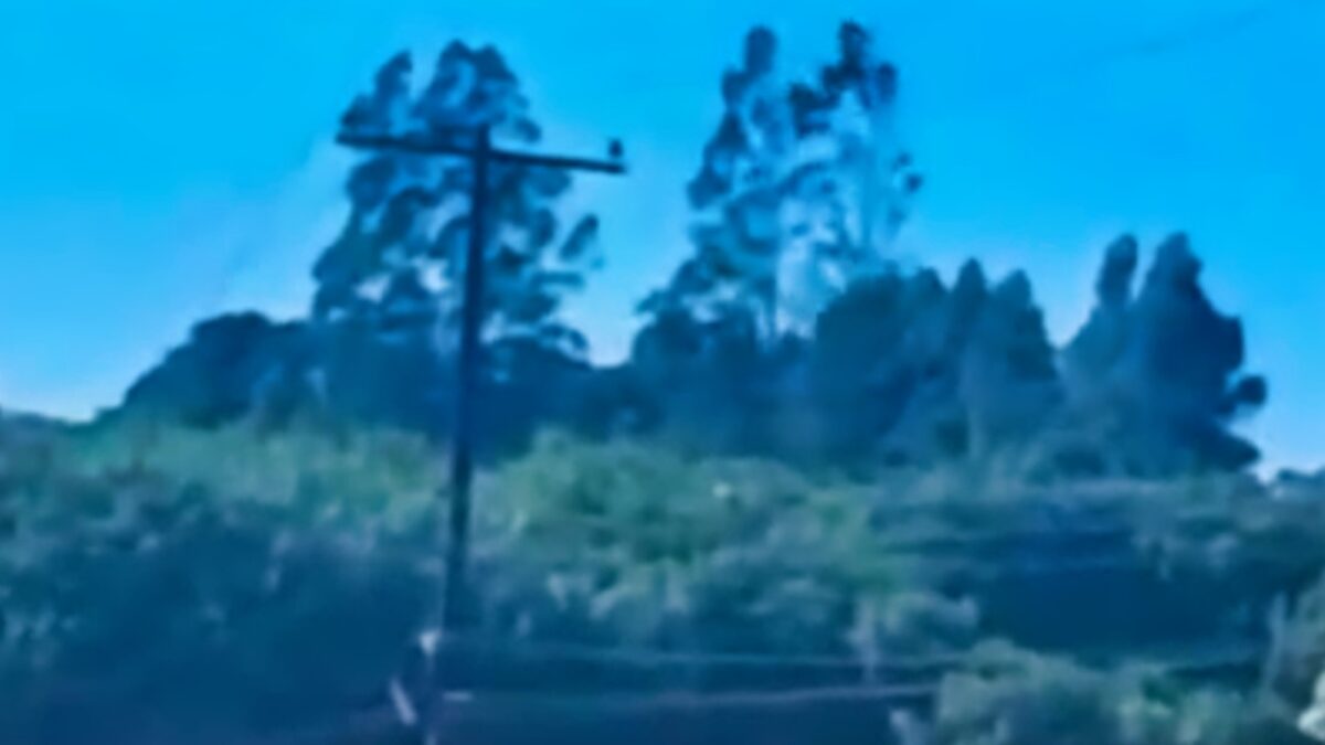 VIDEO: Social Media Erupts Over Shocking Viral Footage of a 'Walking ...