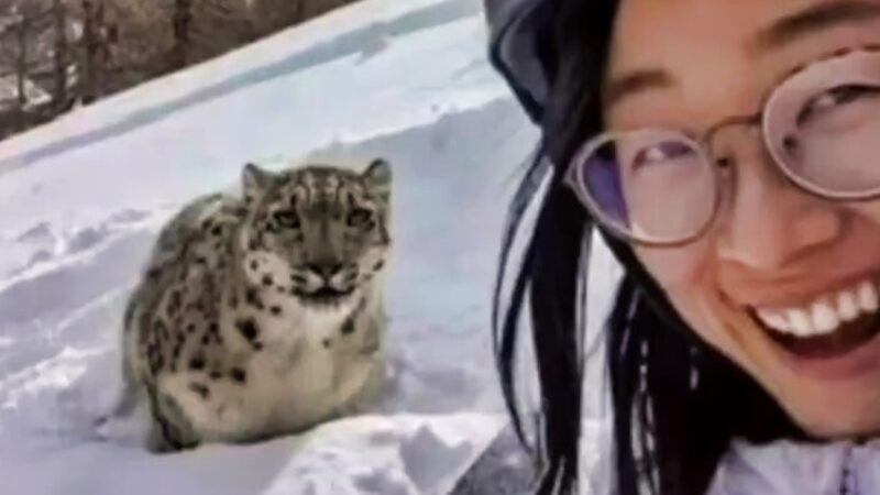 Snow Leopard Mauls Skier At Chinese Ski Resort During Selfie Attempt ...