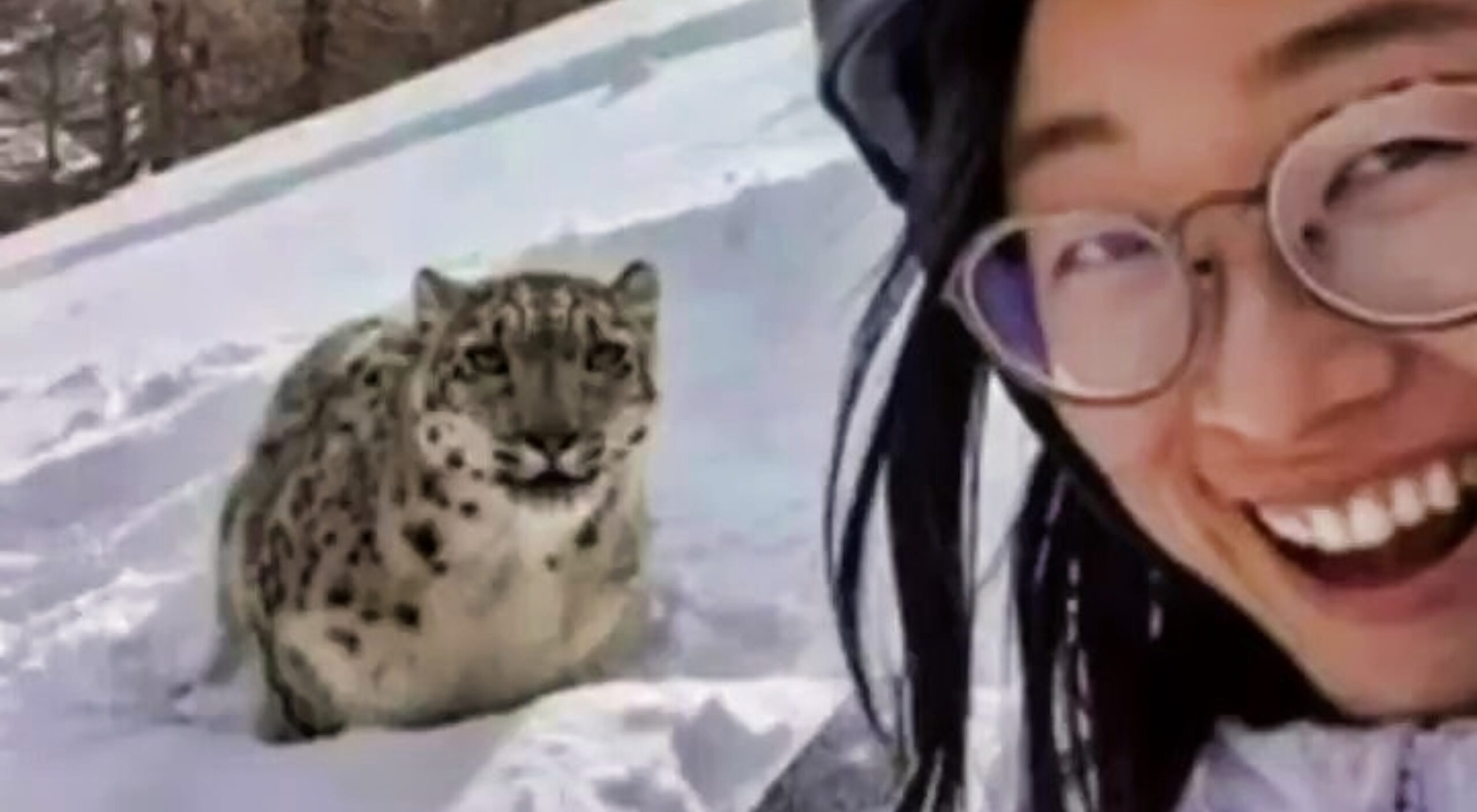 Snow Leopard Mauls Skier At Chinese Ski Resort During Selfie Attempt ...