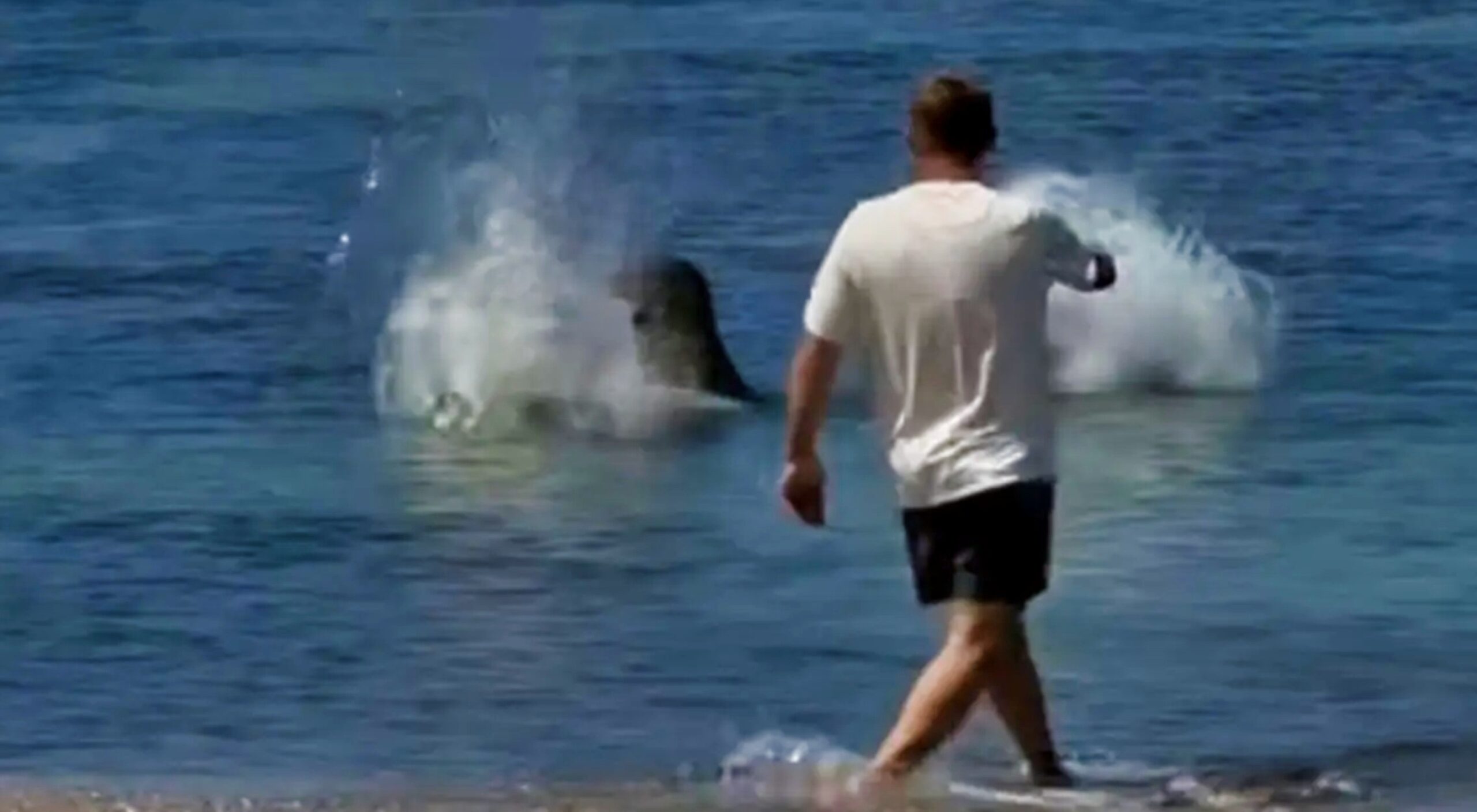 Wealthy Tourist Caught On Camera Throwing Giant Rock At Endangered Seal ...